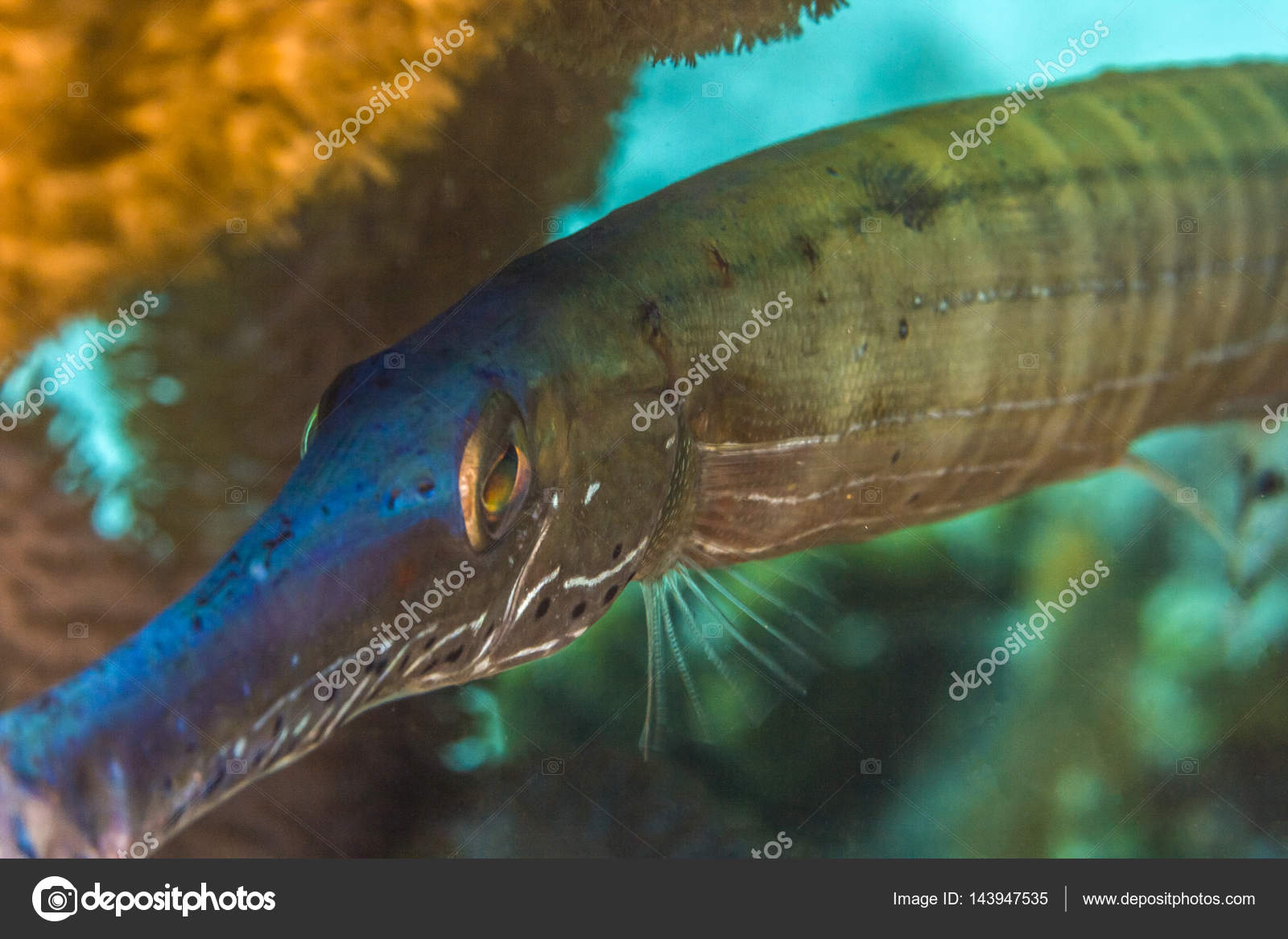Trumpetfish, Aulostomus maculatus — Stock Photo © johnanderson #143947535