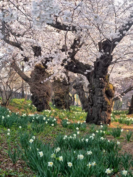 Central Park in spring - Stock Image - Everypixel