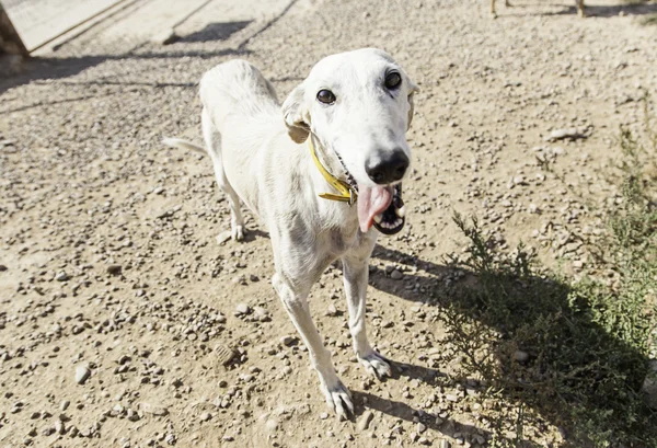 Hunting with greyhounds Stock Photos, Royalty Free Hunting with ...