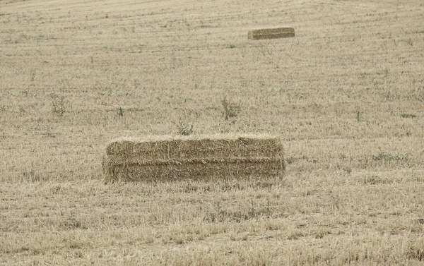 Rozrzutnik siana Stock Photos, Royalty Free Rozrzutnik siana Images ...