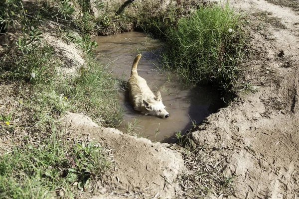 Mud bath dog Stock Photos, Royalty Free Mud bath dog Images | Depositphotos