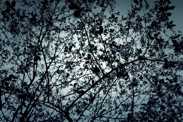 Fotos screaming trees screaming treatment Stock Photos, Royalty Free ...