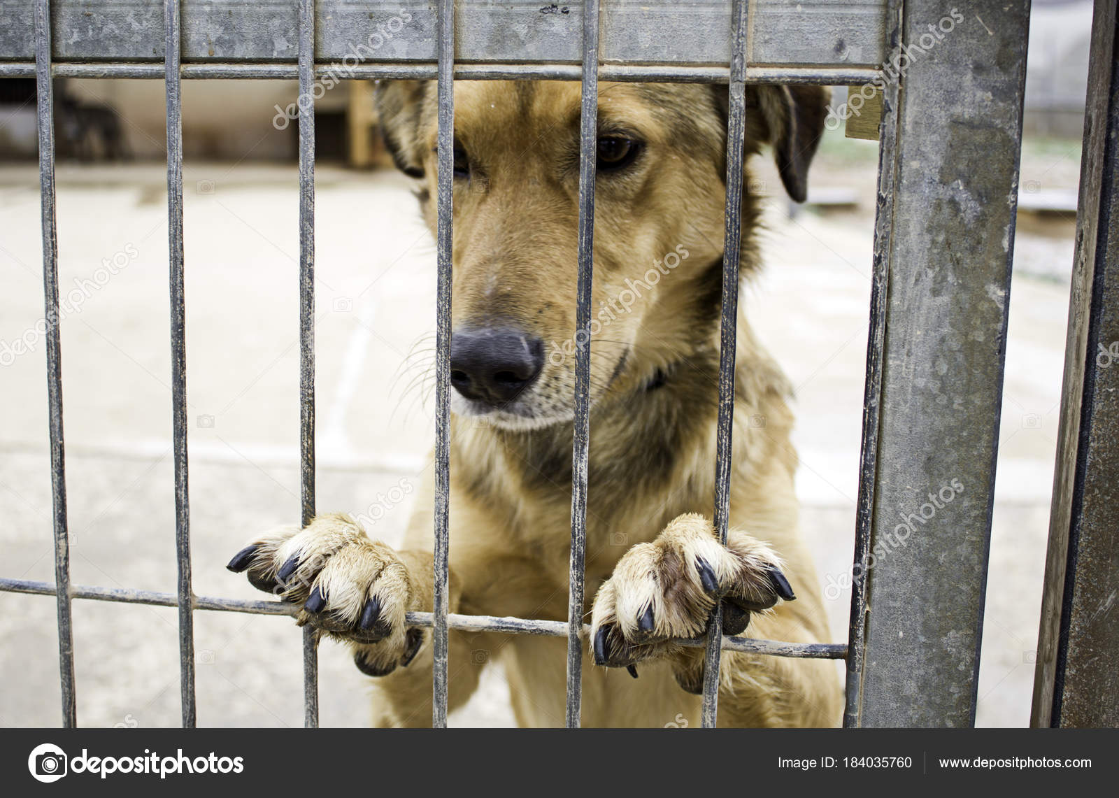 Sad Dog In Kennel