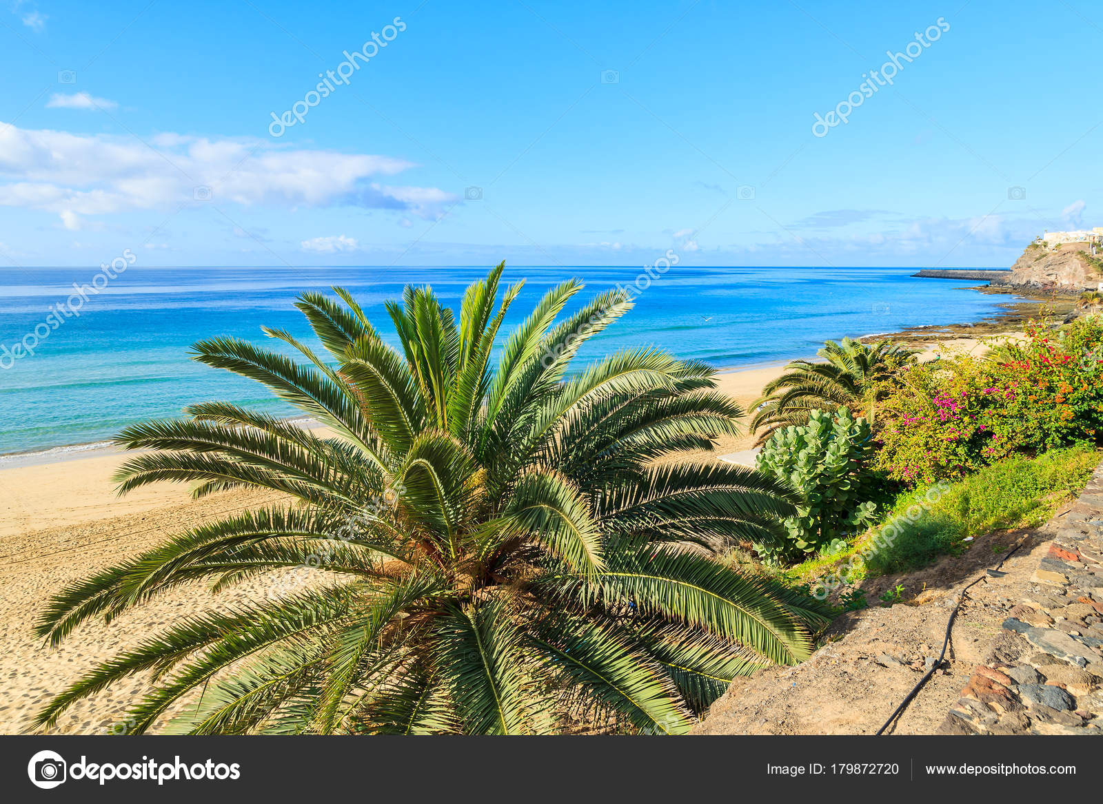 Palm Tree Beautiful Tropical Morro Jable Beach Jandia Peninsula ...