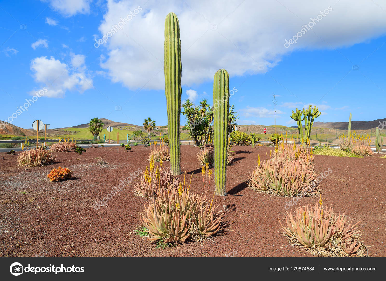 Fotos de Grandes Plantas Cactus Altos Que Crecen Fuerteventura Entre ...
