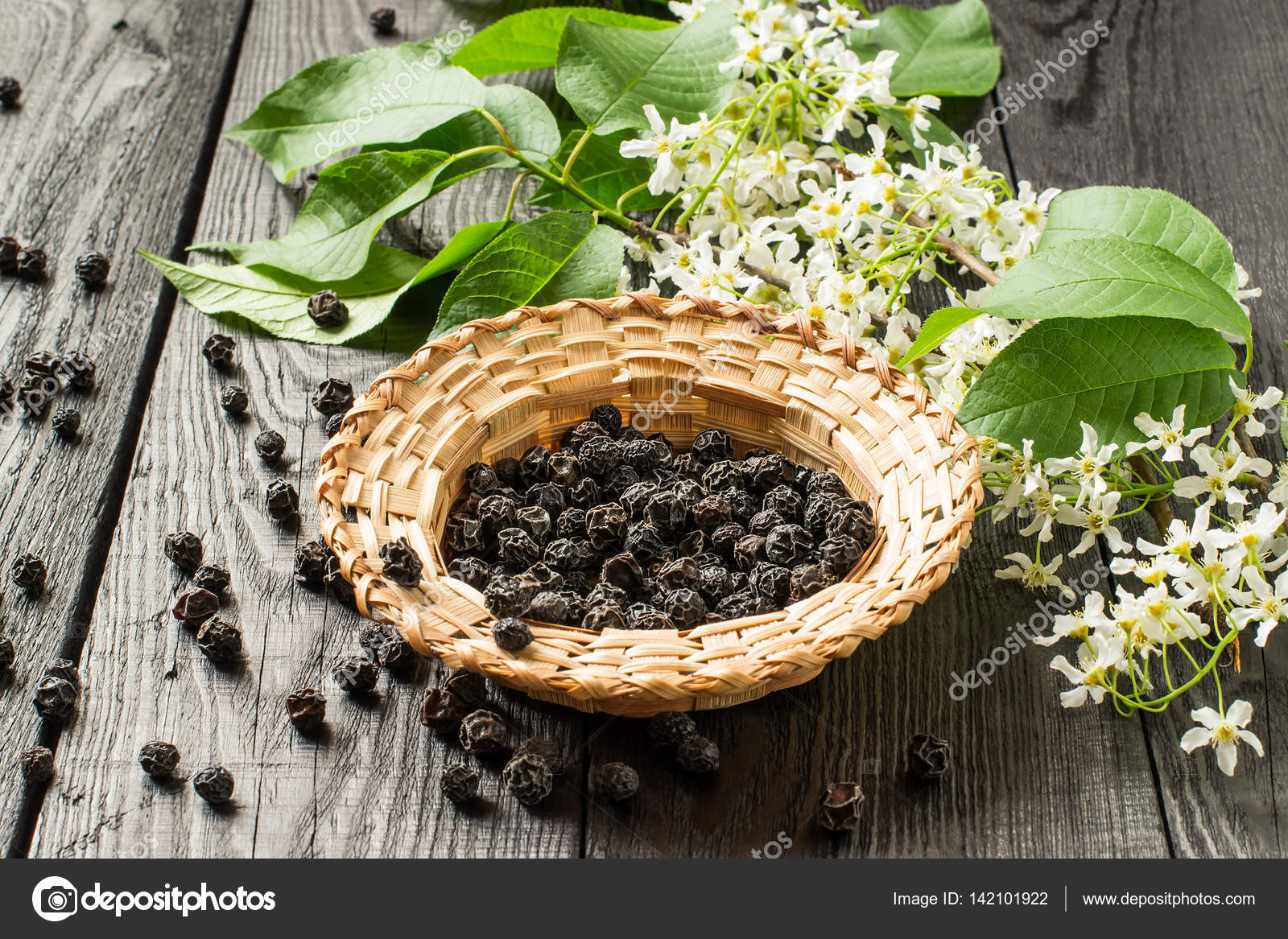 Medicinal plant bird cherry (Prunus padus) — Stock Photo © 13-Smile ...