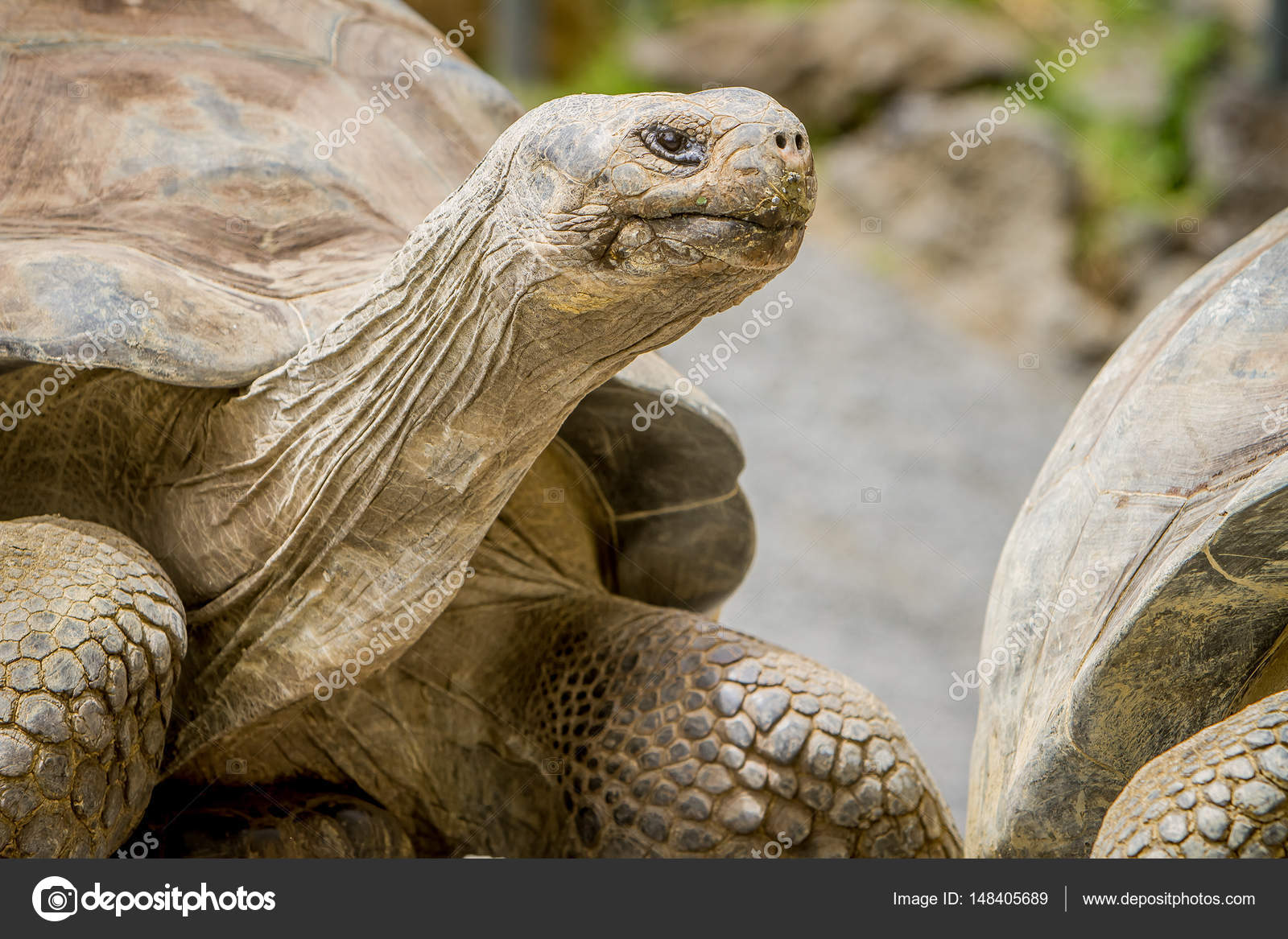 Giant grey tortoise Stock Photo by ©volare2004 148405689
