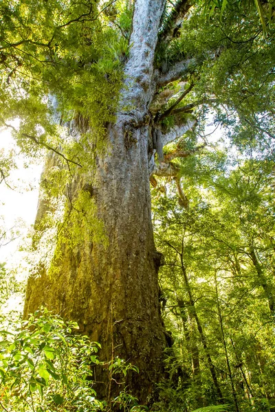 Kauri trees at the North Island Stock Photo by ©volare2004 148401929