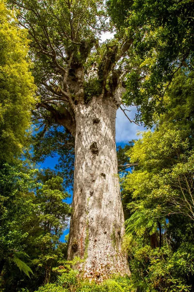 Kauri trees at the North Island Stock Photo by ©volare2004 148401929