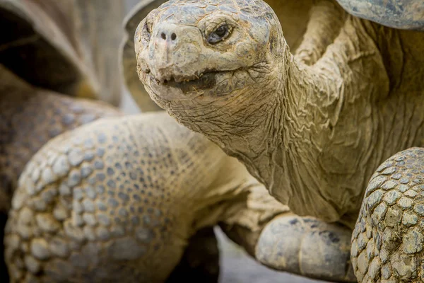 Giant grey tortoise Stock Photo by ©volare2004 148405689
