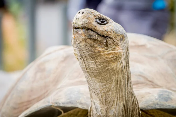 Giant grey tortoise Stock Photo by ©volare2004 148405689