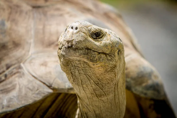 Giant grey tortoise Stock Photo by ©volare2004 148405689