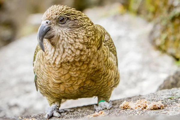 Kea Bird Stock Photo by ©jekershner7 3397042