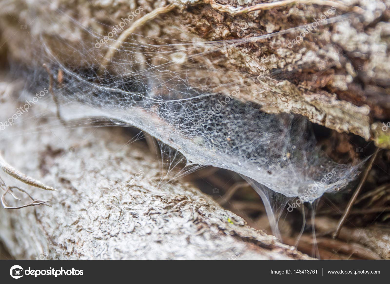 Spider net on old tree Stock Photo by ©volare2004 148413761