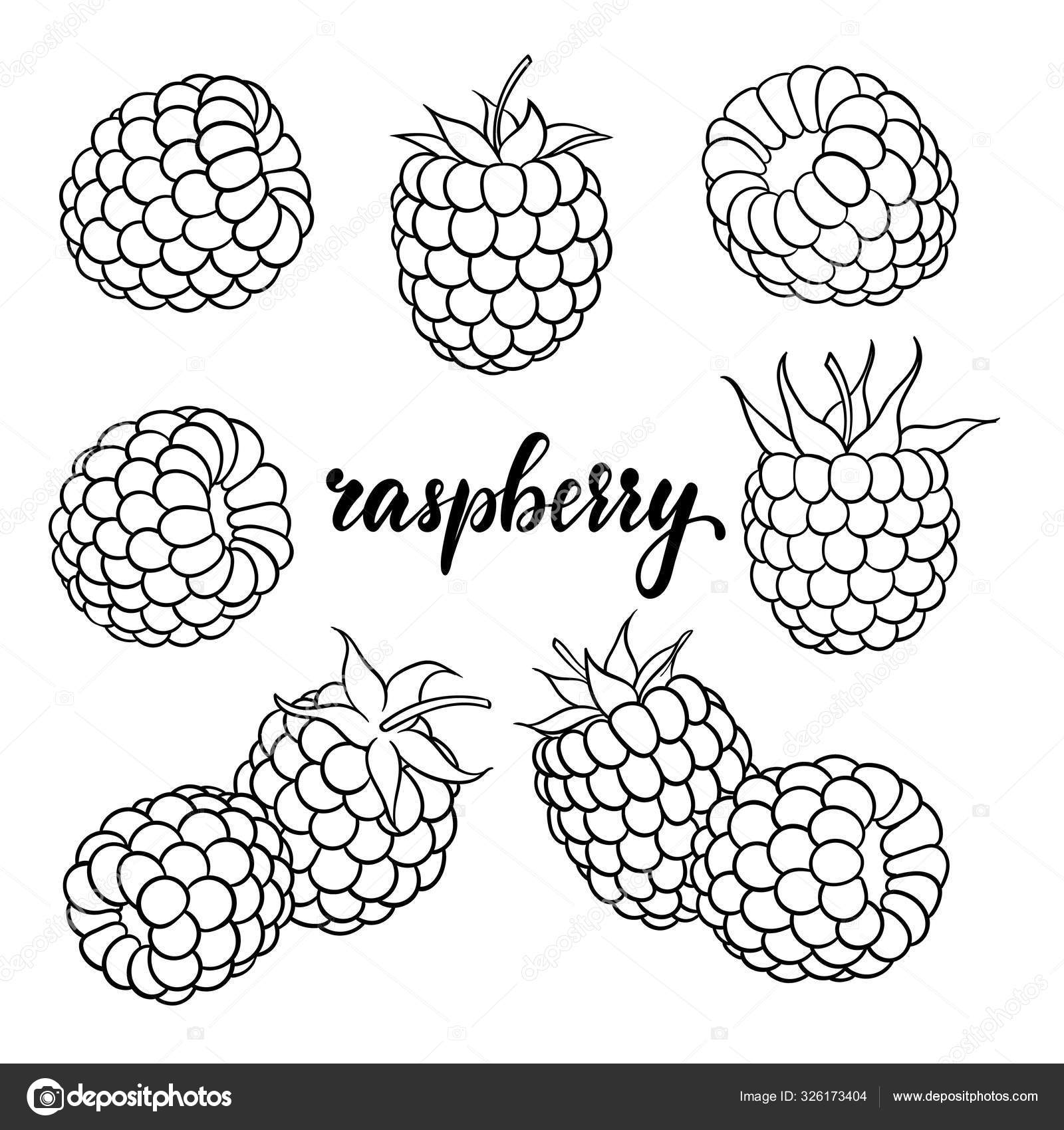 Set of cartoon black and white outline raspberry, with lettering text ...