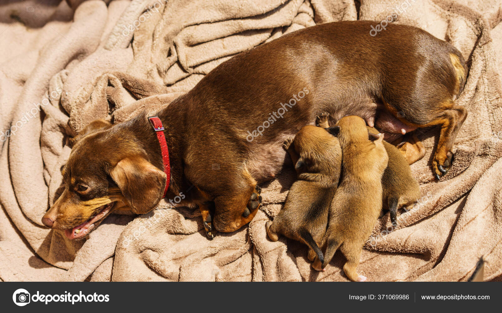 Newborn Dachshund Puppies