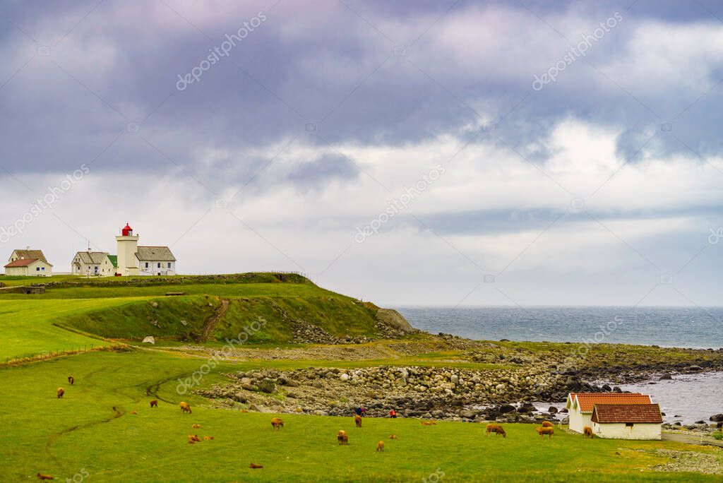 Paisaje costero. Vacas en pastos en el faro de Obrestad en el sur de ...