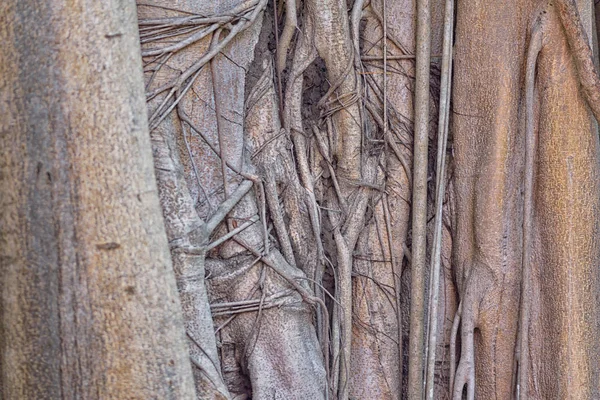 Tree organs Stock Photos, Royalty Free Tree organs Images | Depositphotos