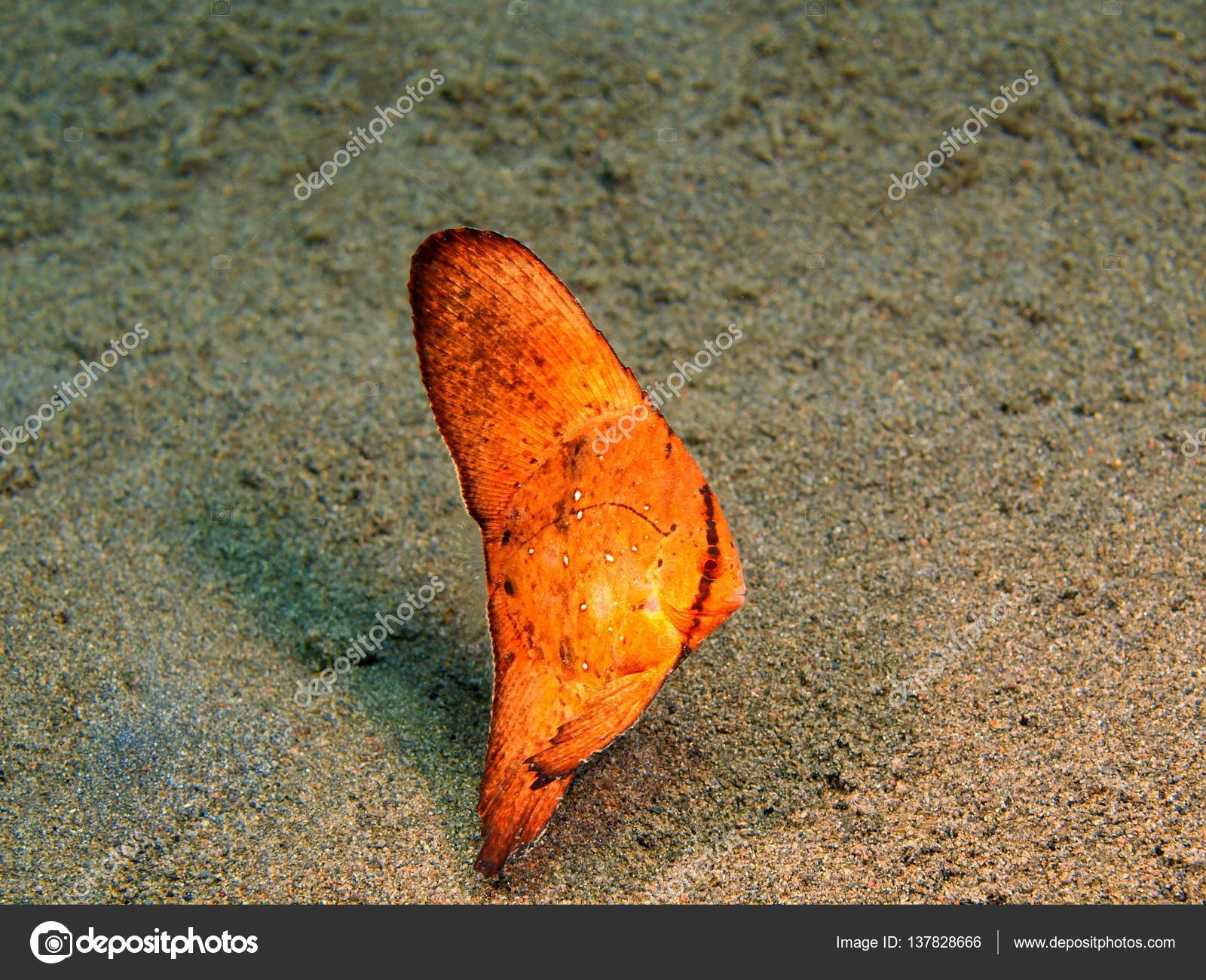 Coral fish, Island Bali, Puri Jati — Stock Photo © vodolaz #137828666