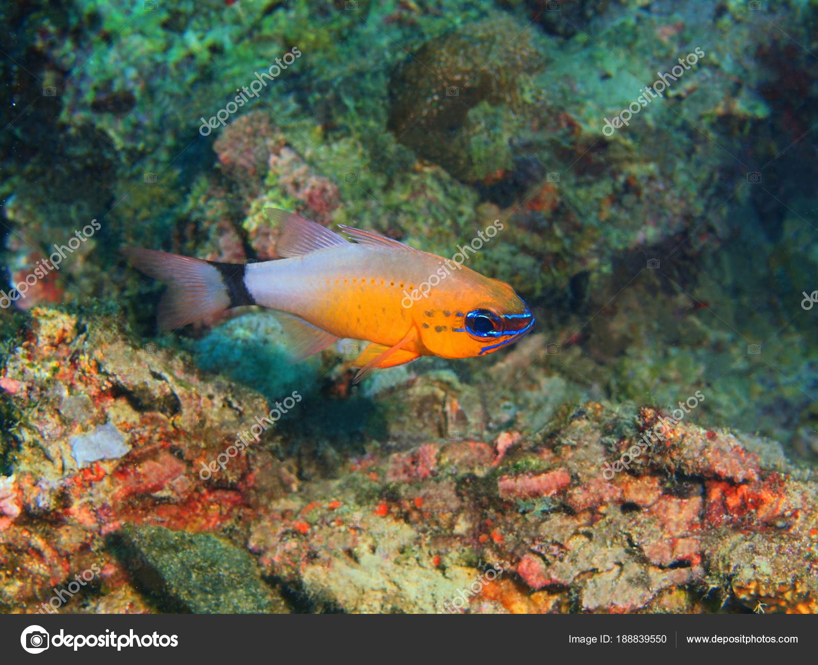 Coral fish, Philippines, Luzon Island, Anilo Stock Photo by ©vodolaz ...