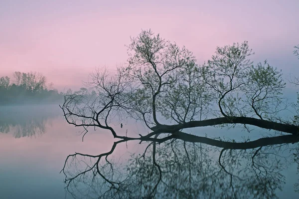 Boom op het meer Stock Photos, Royalty Free Boom op het meer Images ...