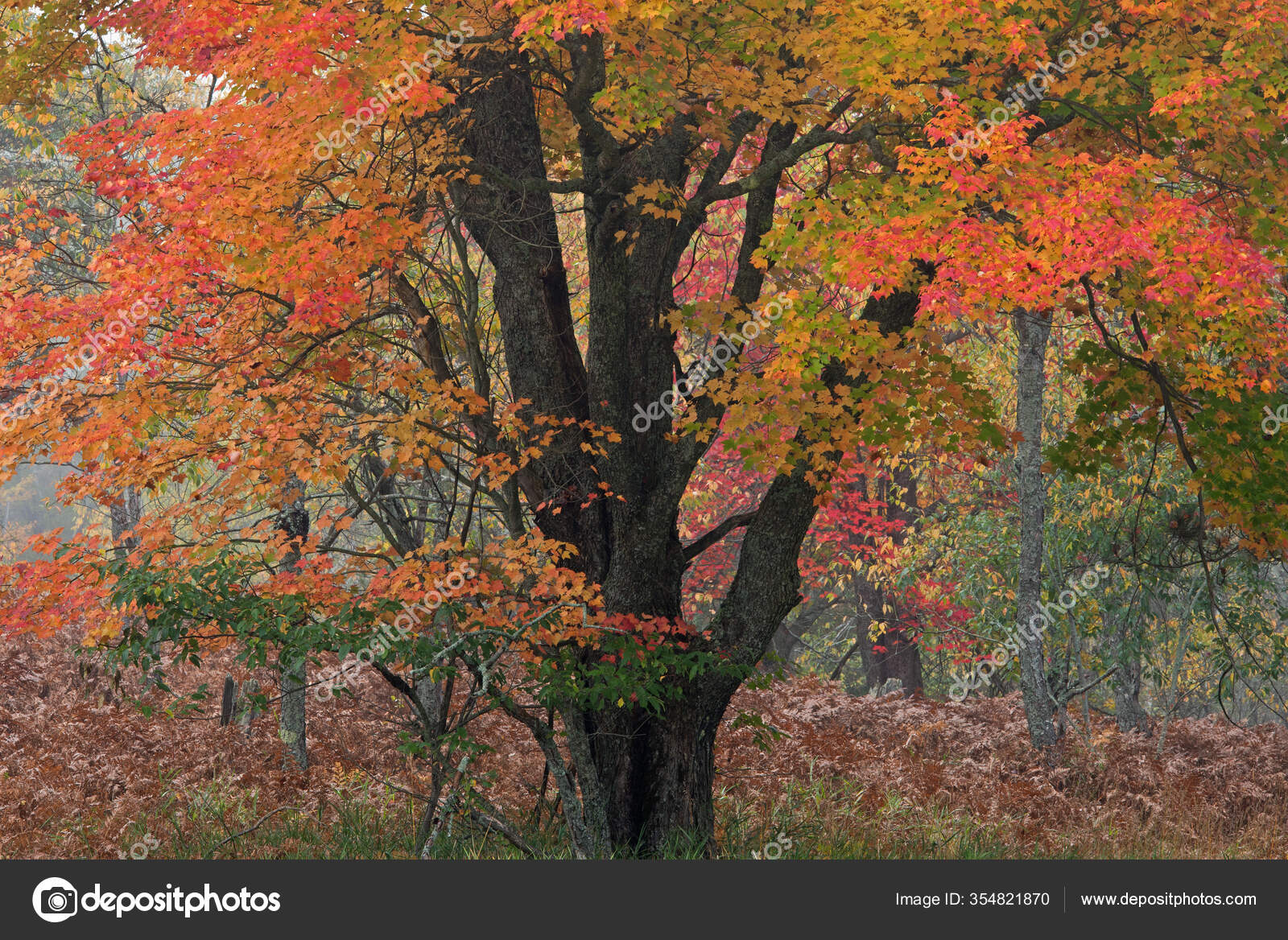 Maple Forest Michigan
