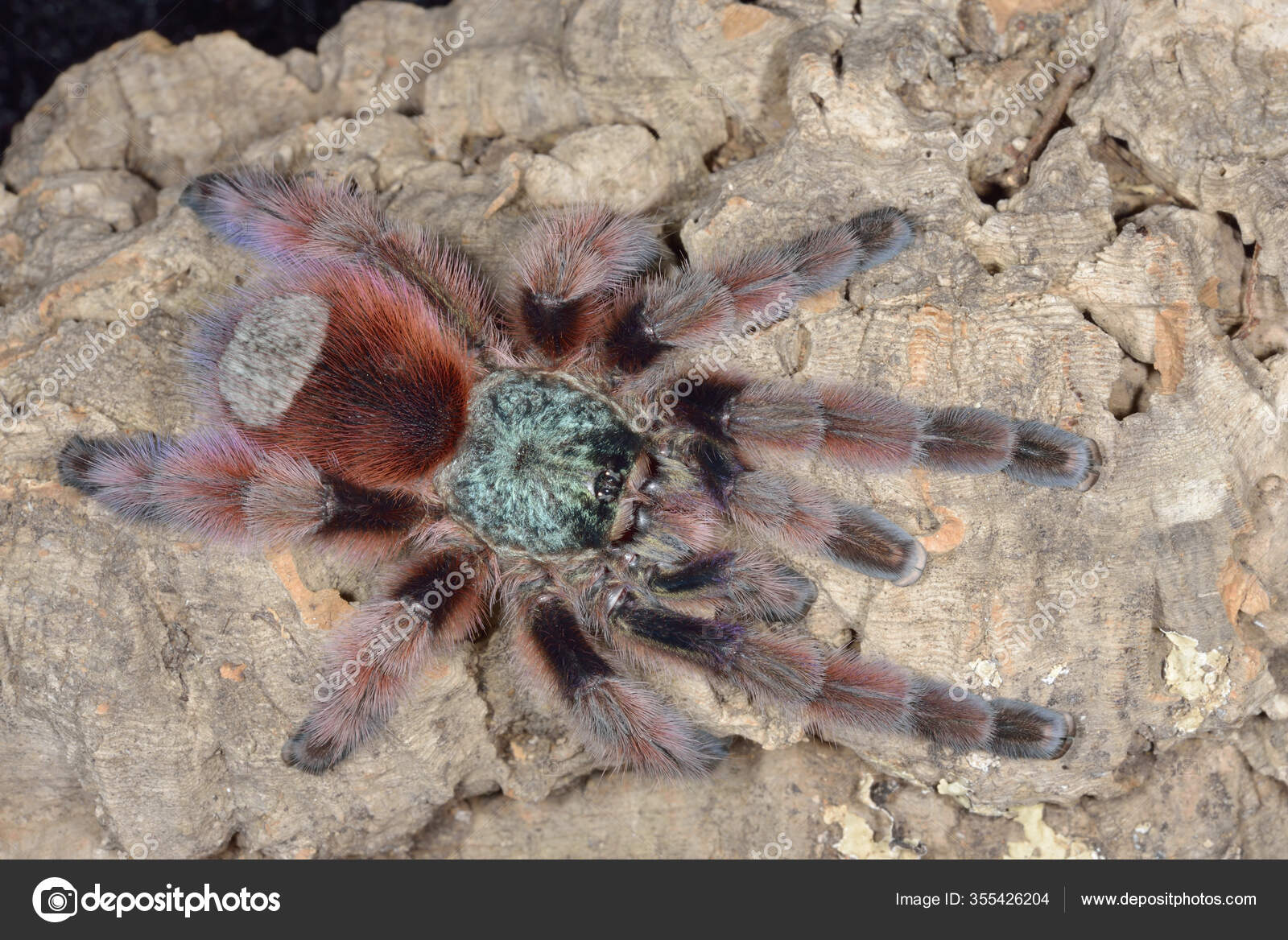 Mexican Pink Toe Tarantula