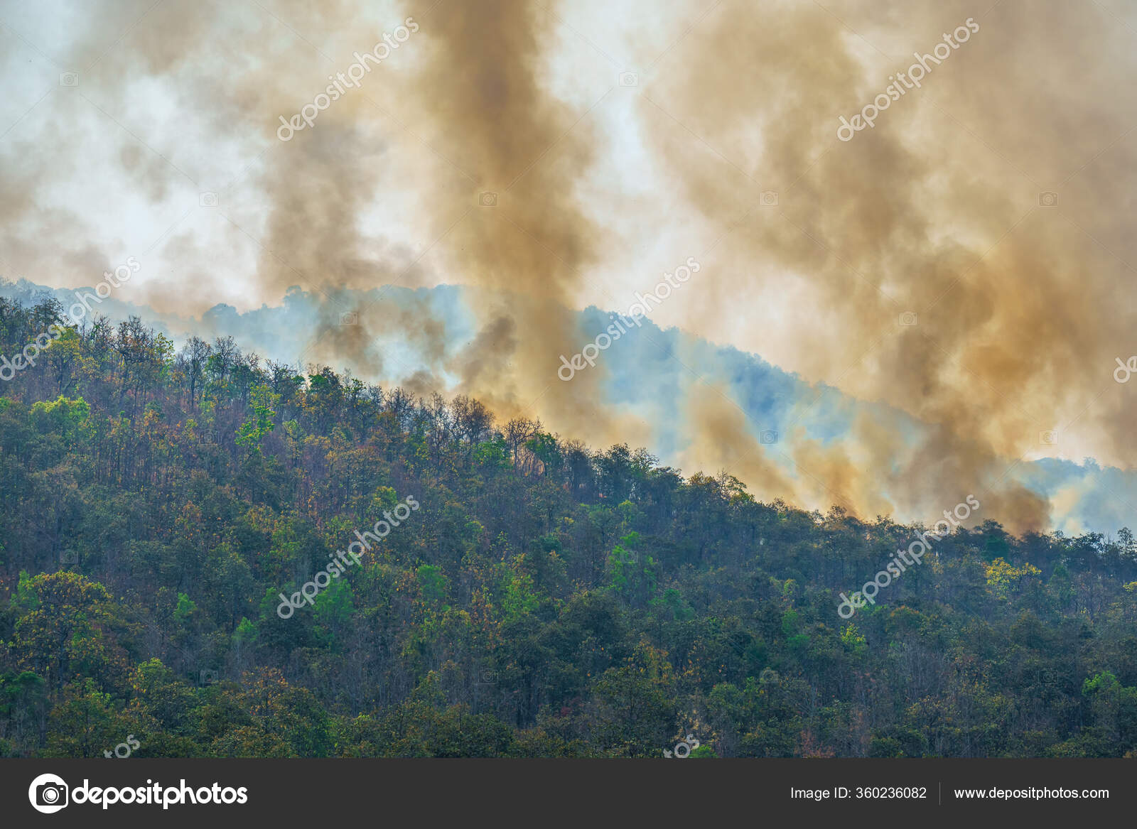 Rain Forest Fire Disaster Burning Caused Humans — Stock Photo © toa55 ...