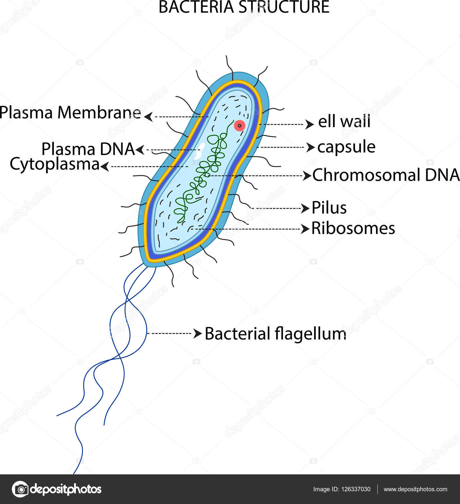 Bacteria Cell Structure