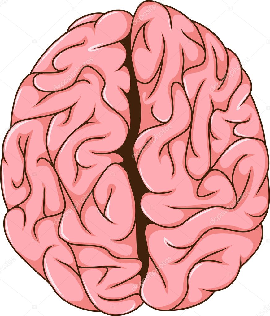 Human left and right brain cartoon Stock Photo by ©starlight789 126601612