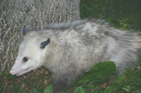 Opossum Stock Photos, Royalty Free Opossum Images | Depositphotos