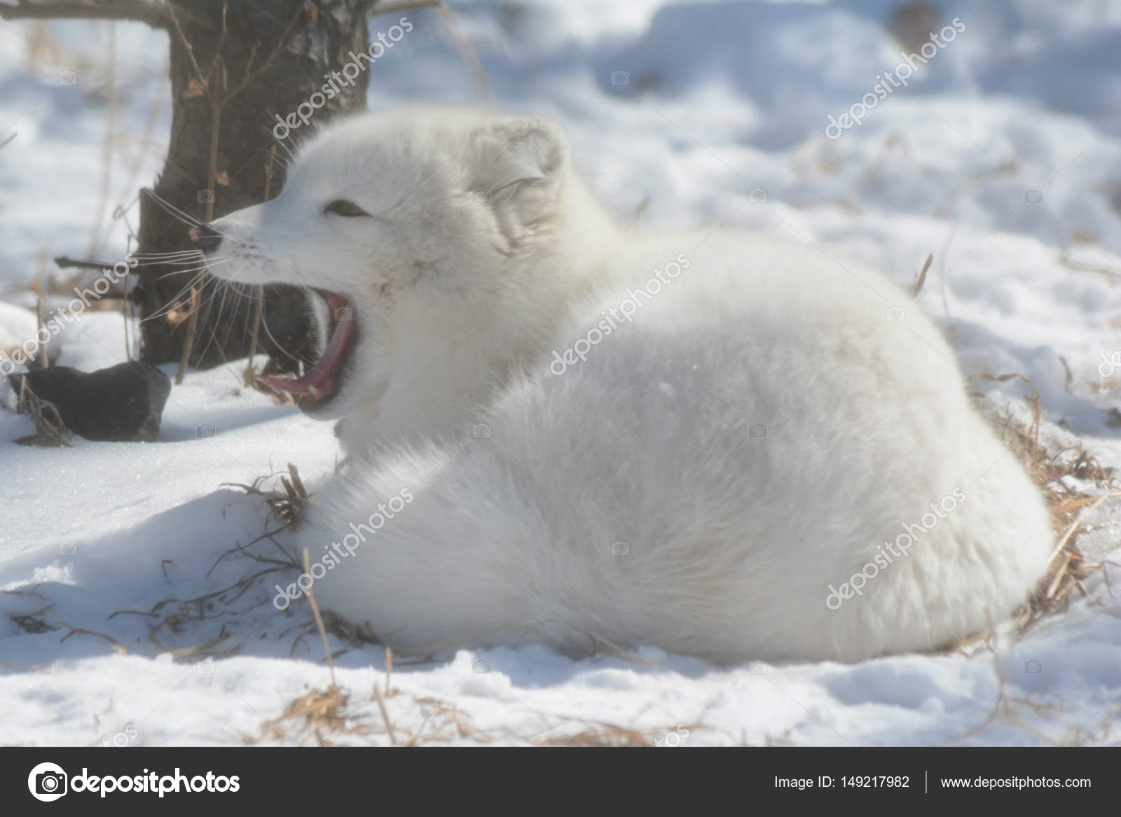 Winter Awakening Arctic Fox Study — Stock Photo © Jeff16WC #149217982