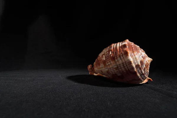Heremietkreeften shell Stock Photos, Royalty Free Heremietkreeften ...