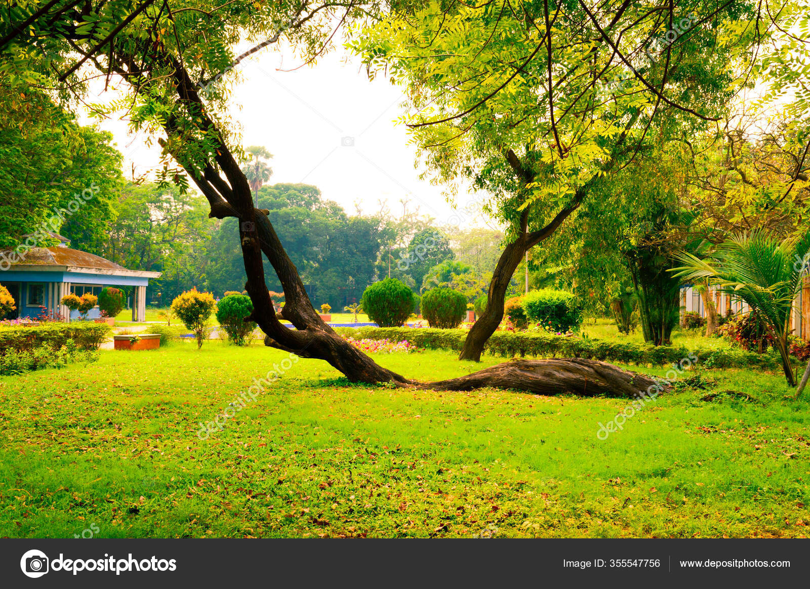 Soil Creep Fallen Tree Curved Shape Tree Trunk Lying Ground — Stock ...