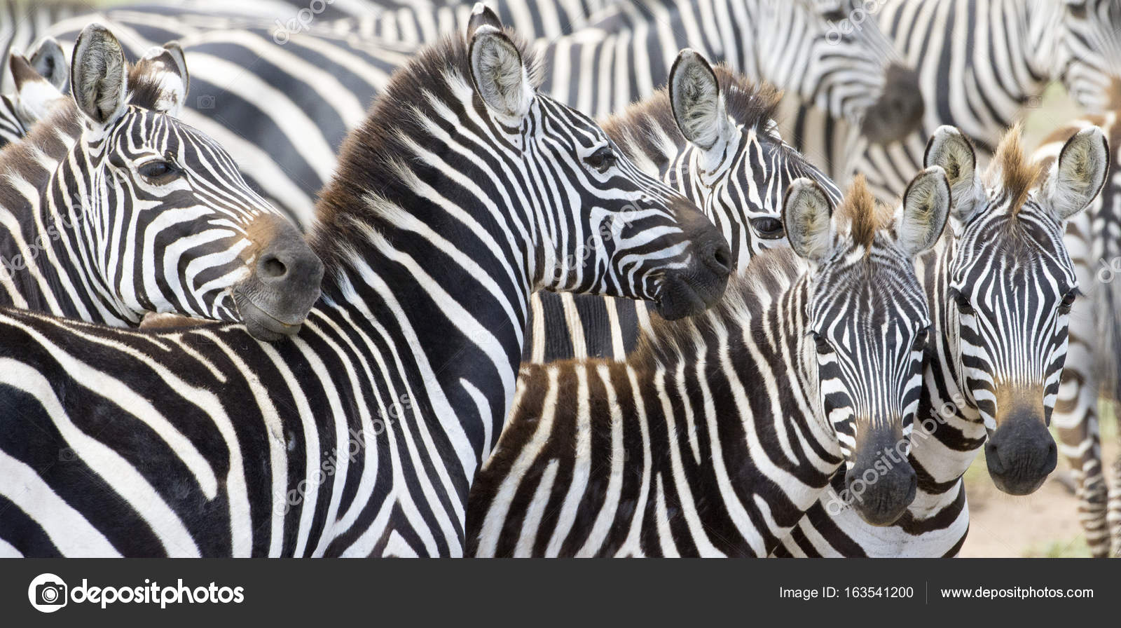 Plains zebra herd during migration — Stock Photo © AndreAnita #163541200
