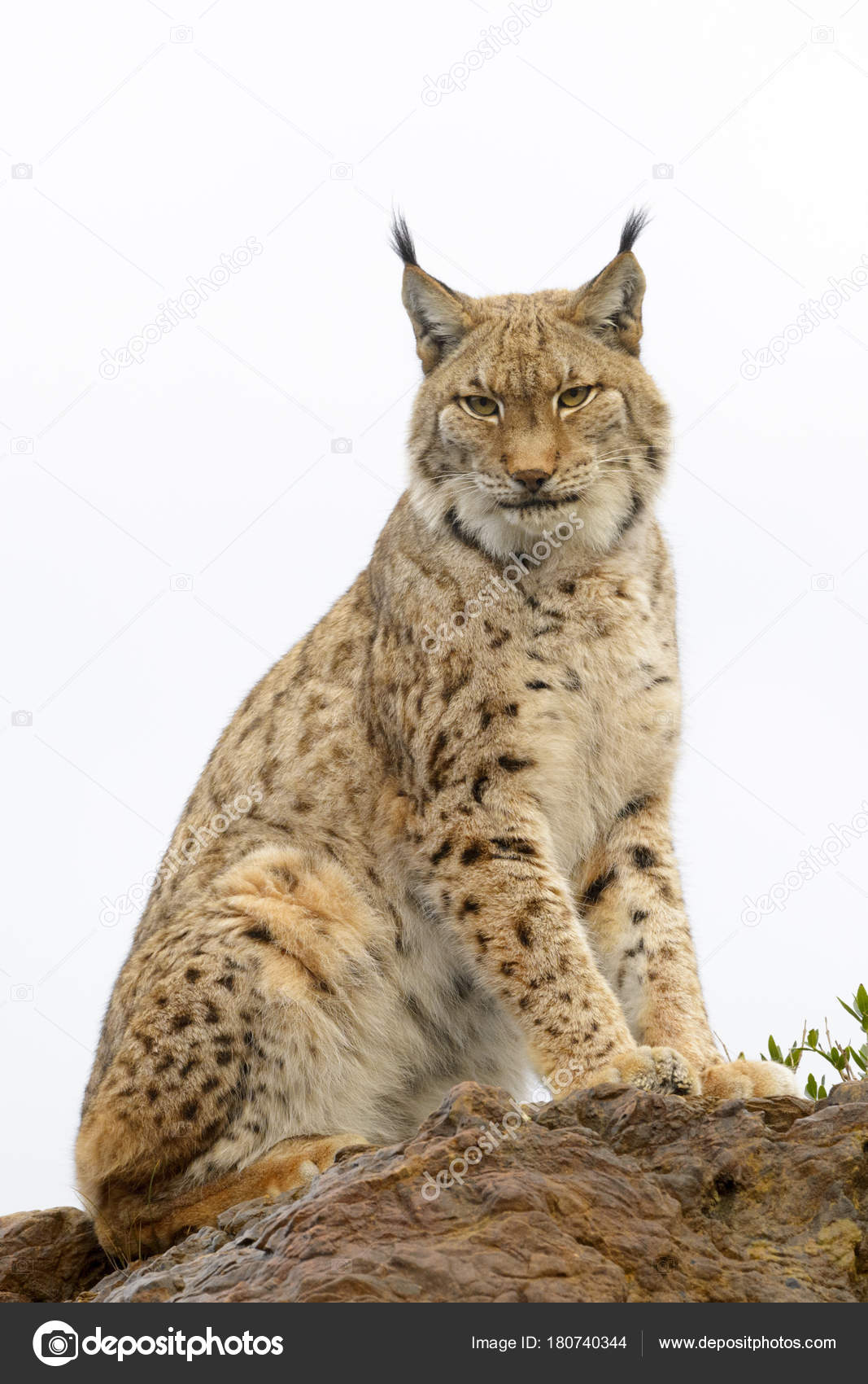 Eurasian Lynx Lynx Lynx Sitting Top Rock Sunset Cabarceno Natural ⬇ ...