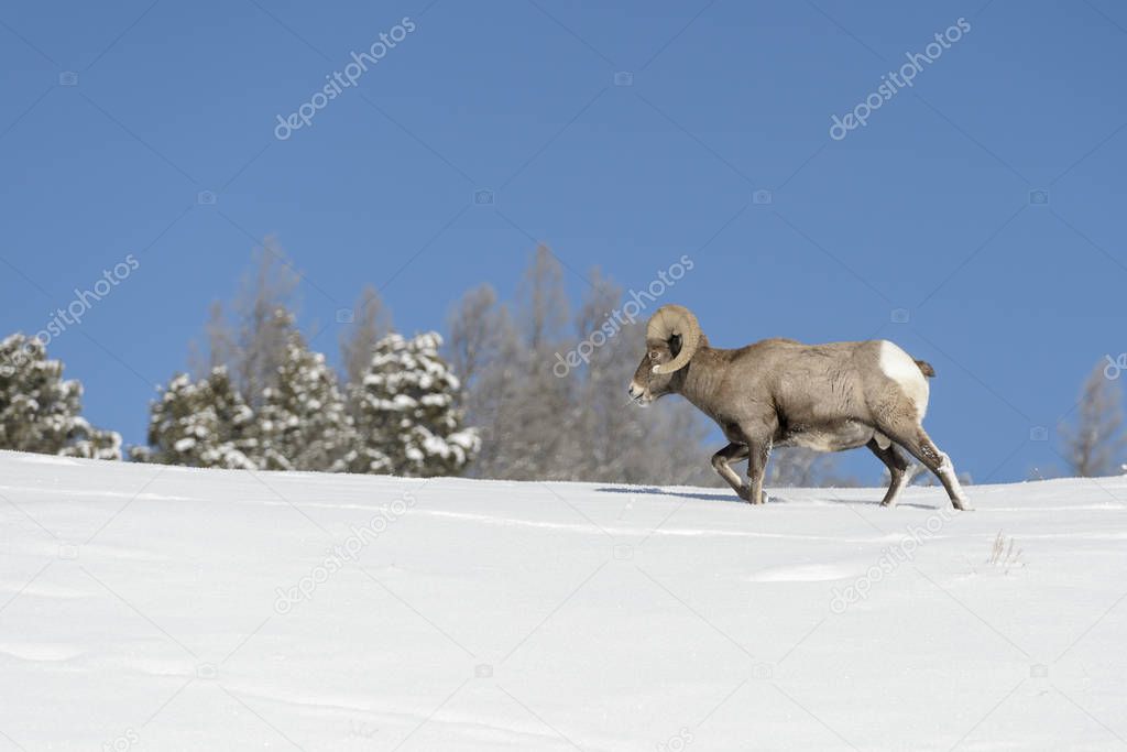 Ovejas Bighorn (Ovis canadensis) macho, carnero, caminando en la nieve ...