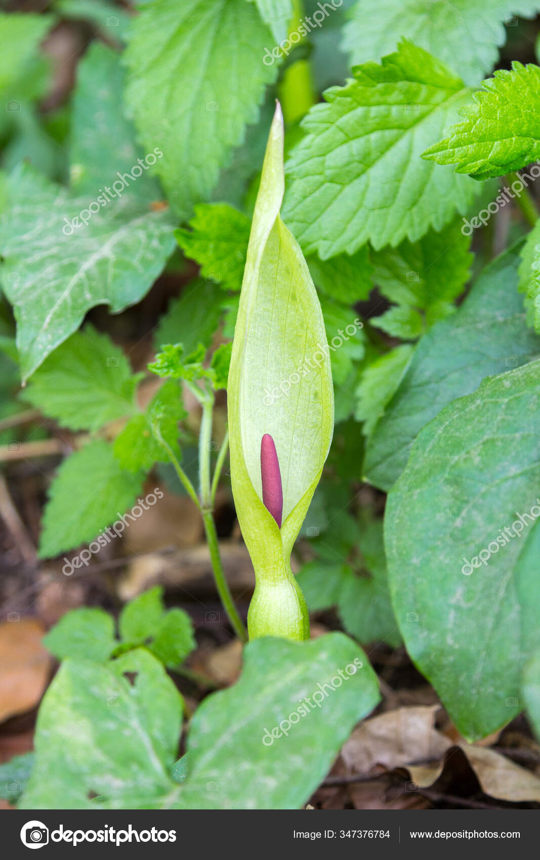 Wild Spathe Flower Arum Maculatum Forest Side Stock Photo by ©yulan ...
