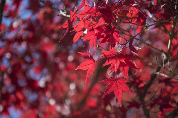 Maple leaves change the color to seasonal at November - Stock Image ...