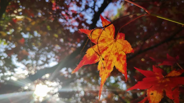 Red maple leaves in colorful autumn season - Stock Image - Everypixel