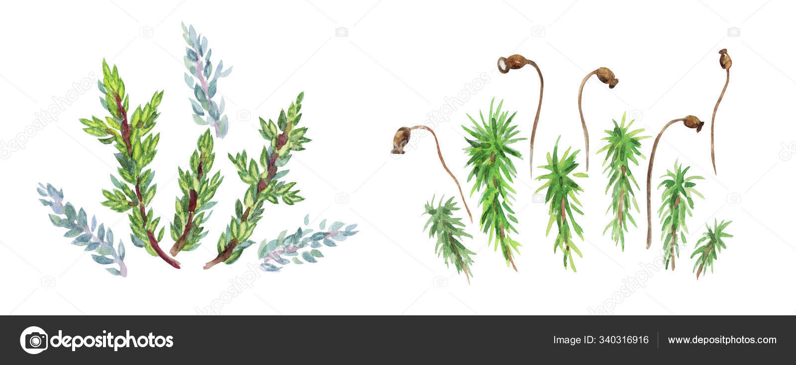 Set Moss Watercolor Painting White Background Isolated White Background ...