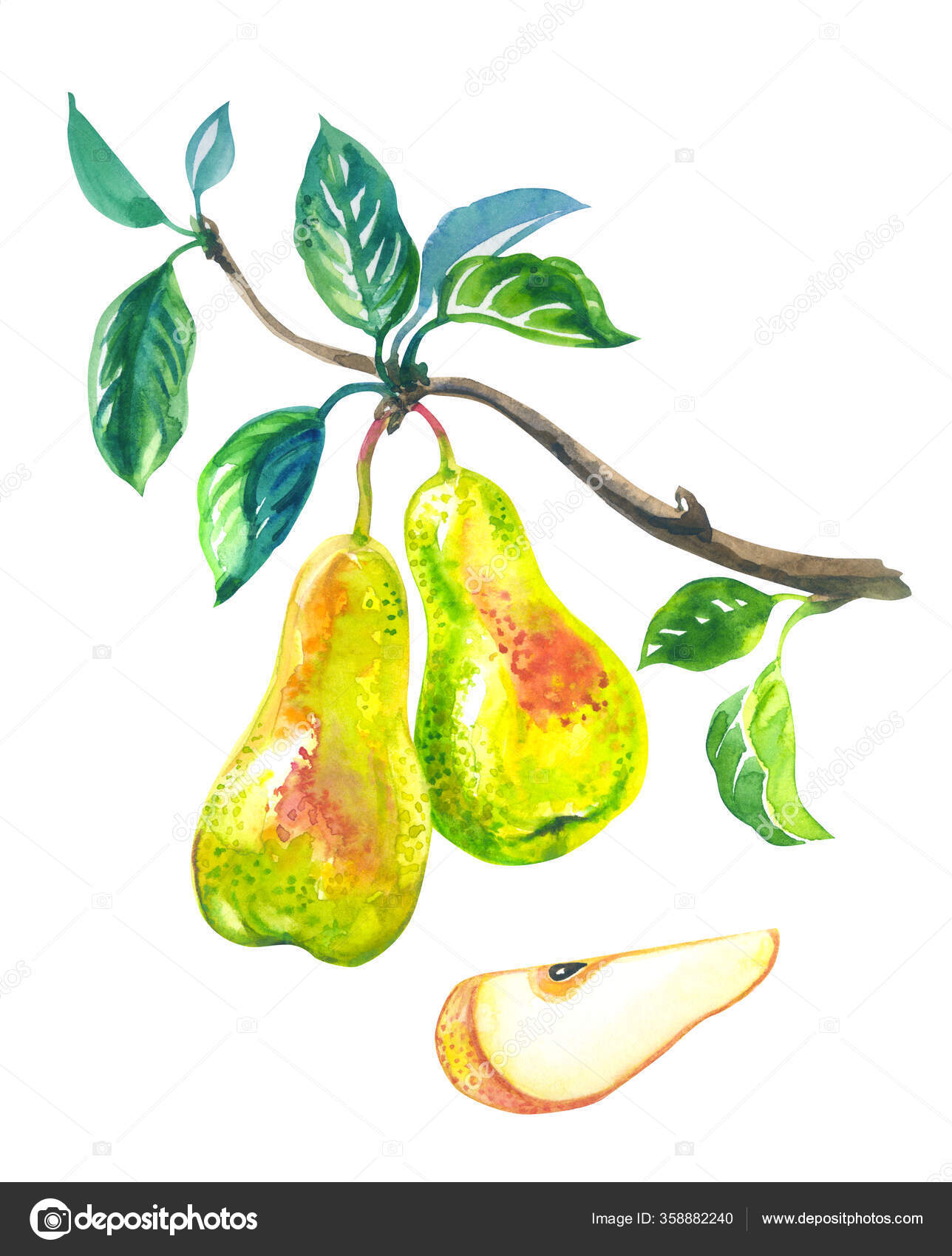 Pears Branch Slice Pear Watercolor Fruits Drawing White Background ...