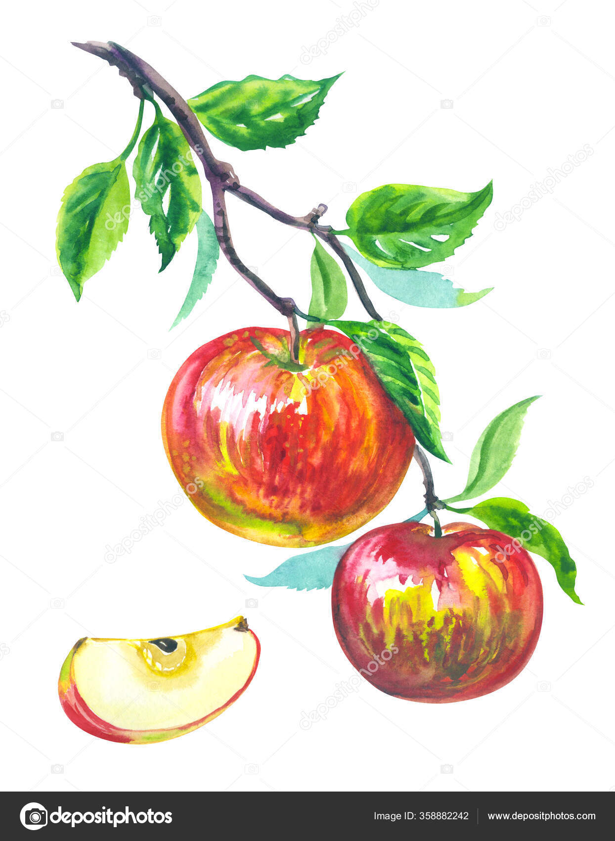 Drawing Of Apple Fruit