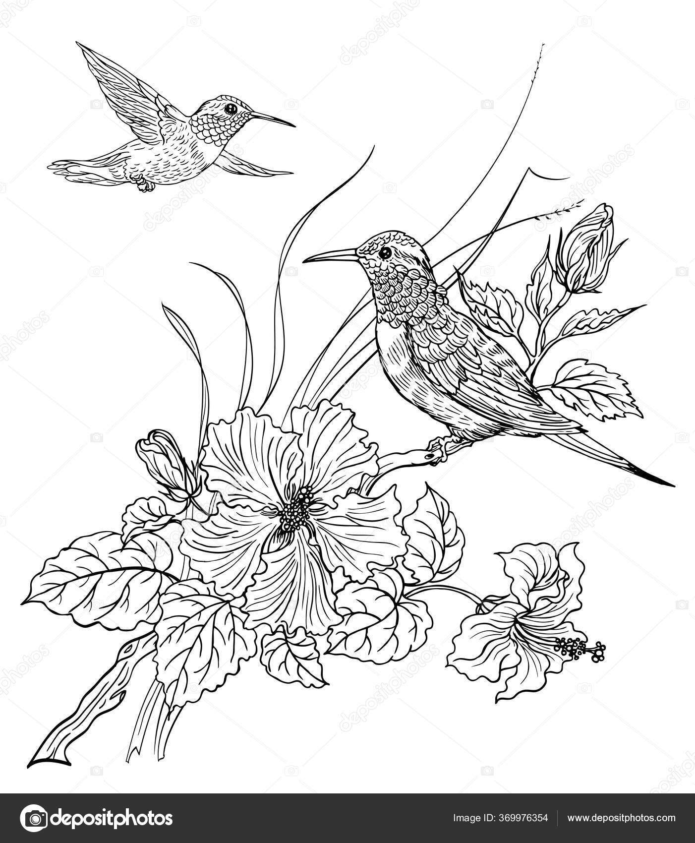 Hummingbird Drawing Colour