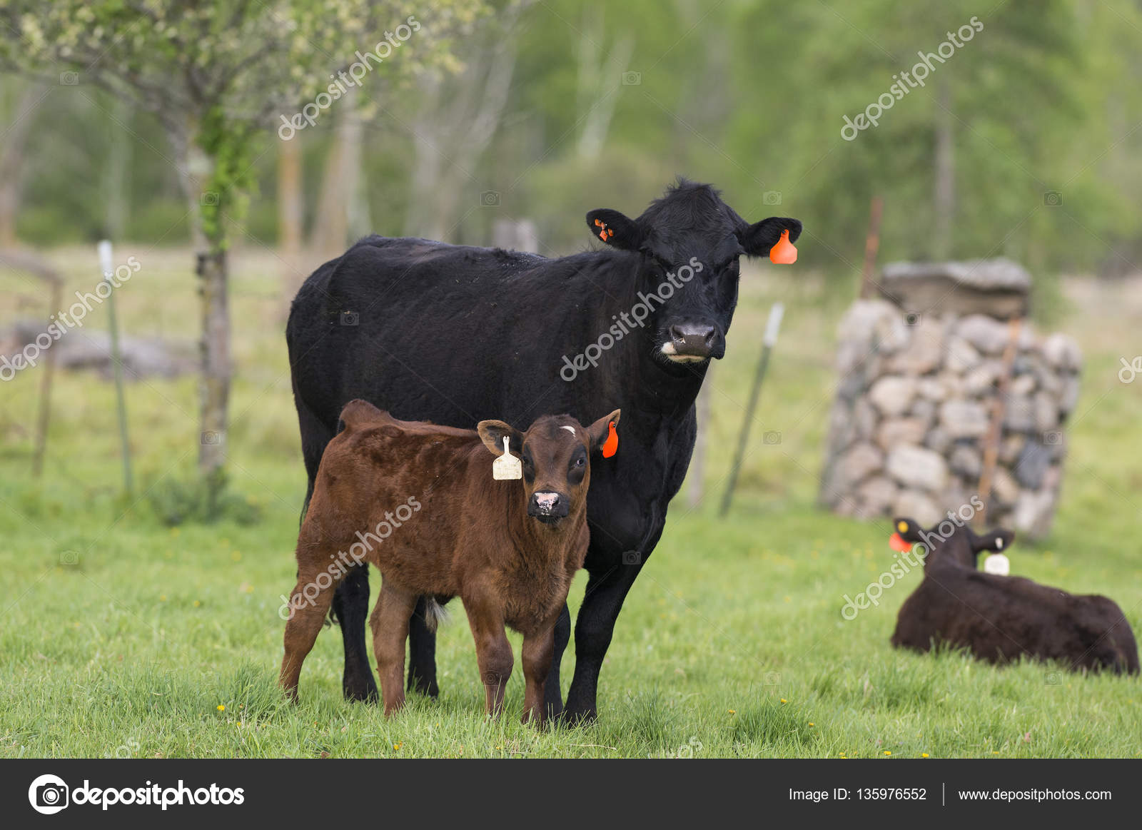 Black Angus Cow with a newborn calf — Stock Photo © schlag #135976552