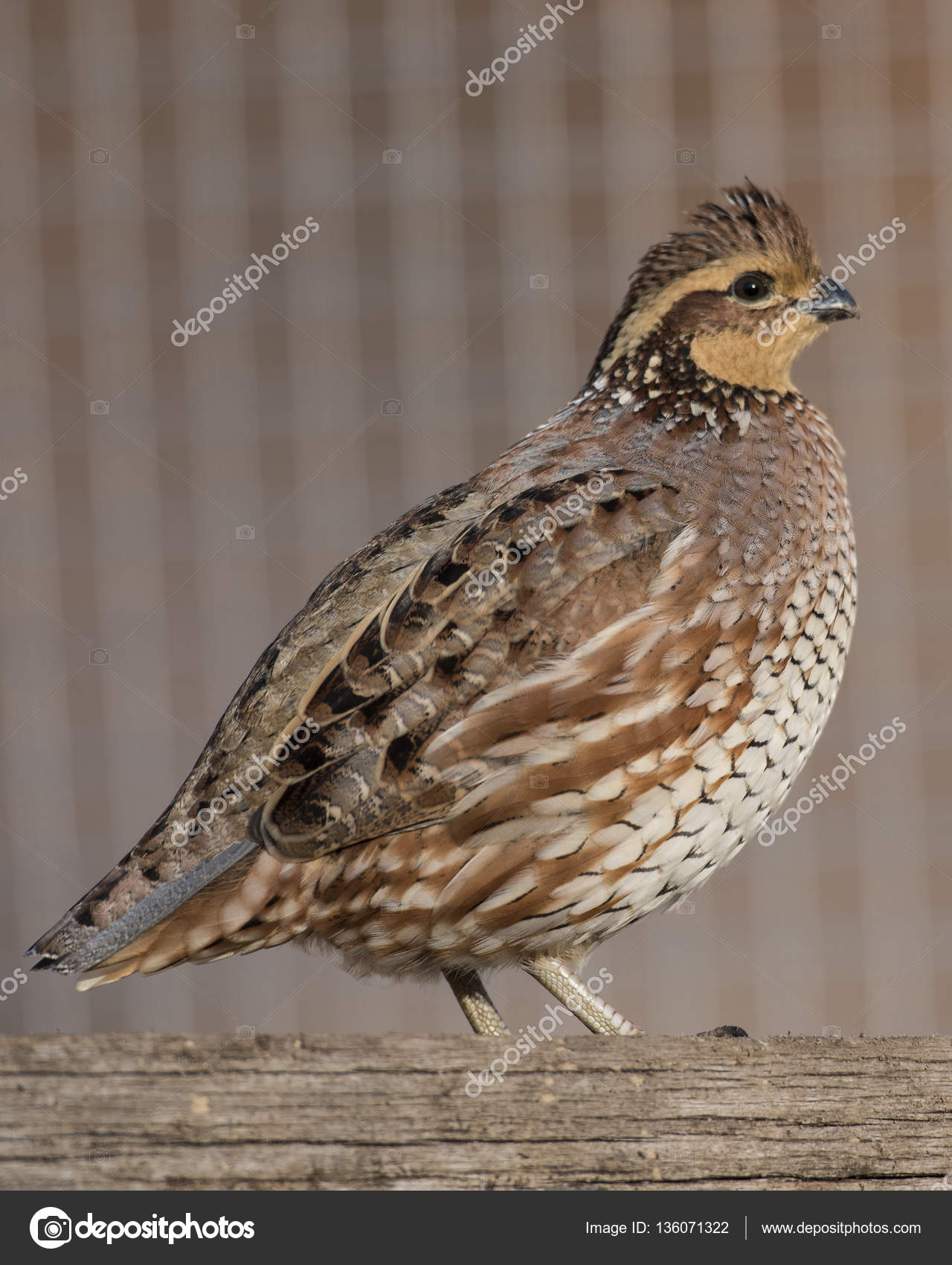 Dibujo De Codorniz Bobwhite