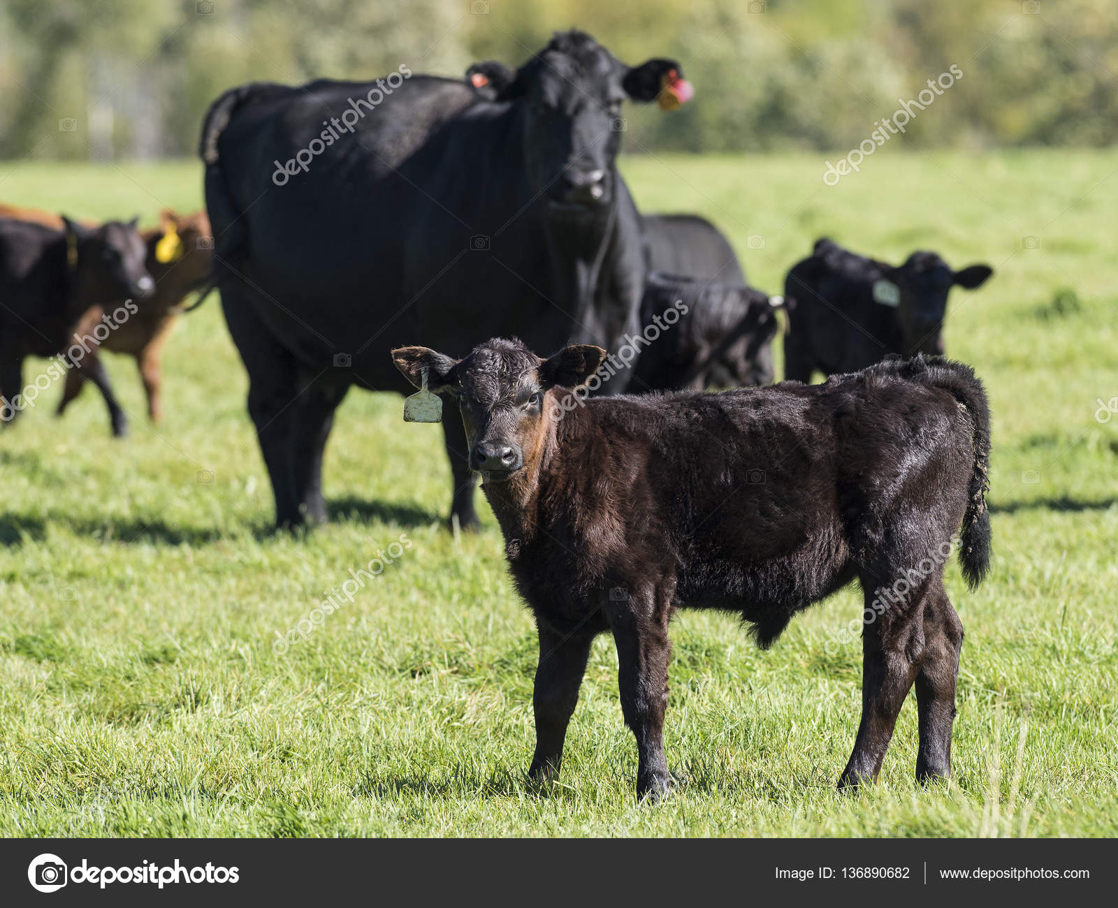 Carne de vaca negra Angus — Foto de stock #136890682 © schlag