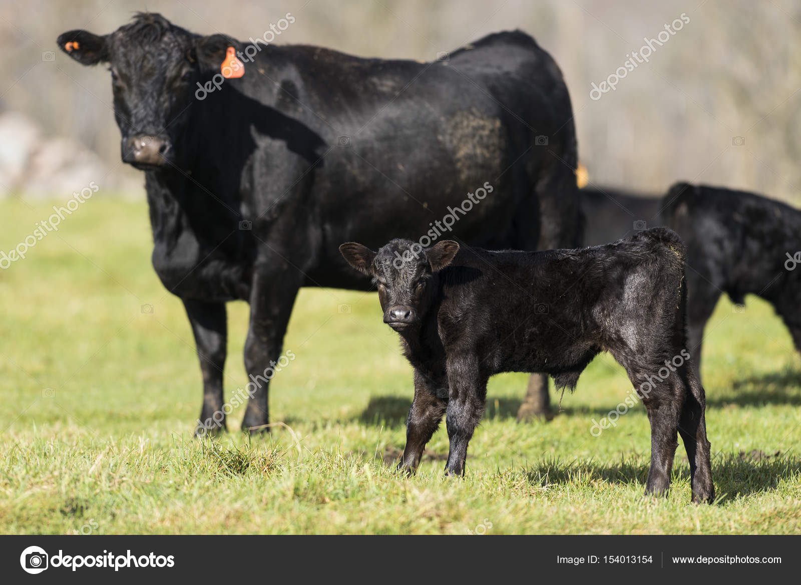 Black Cow Calf