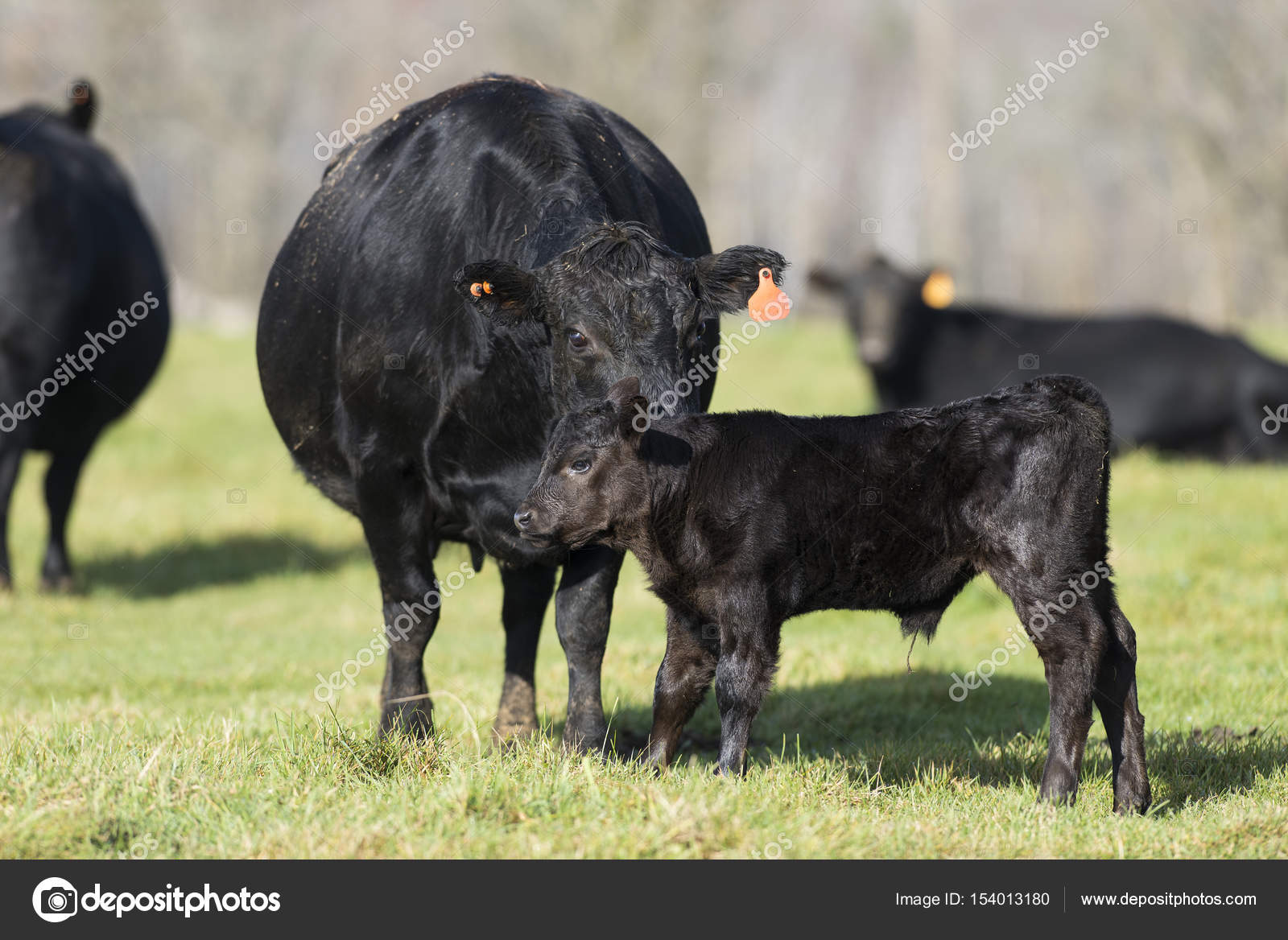 Black Angus Calf