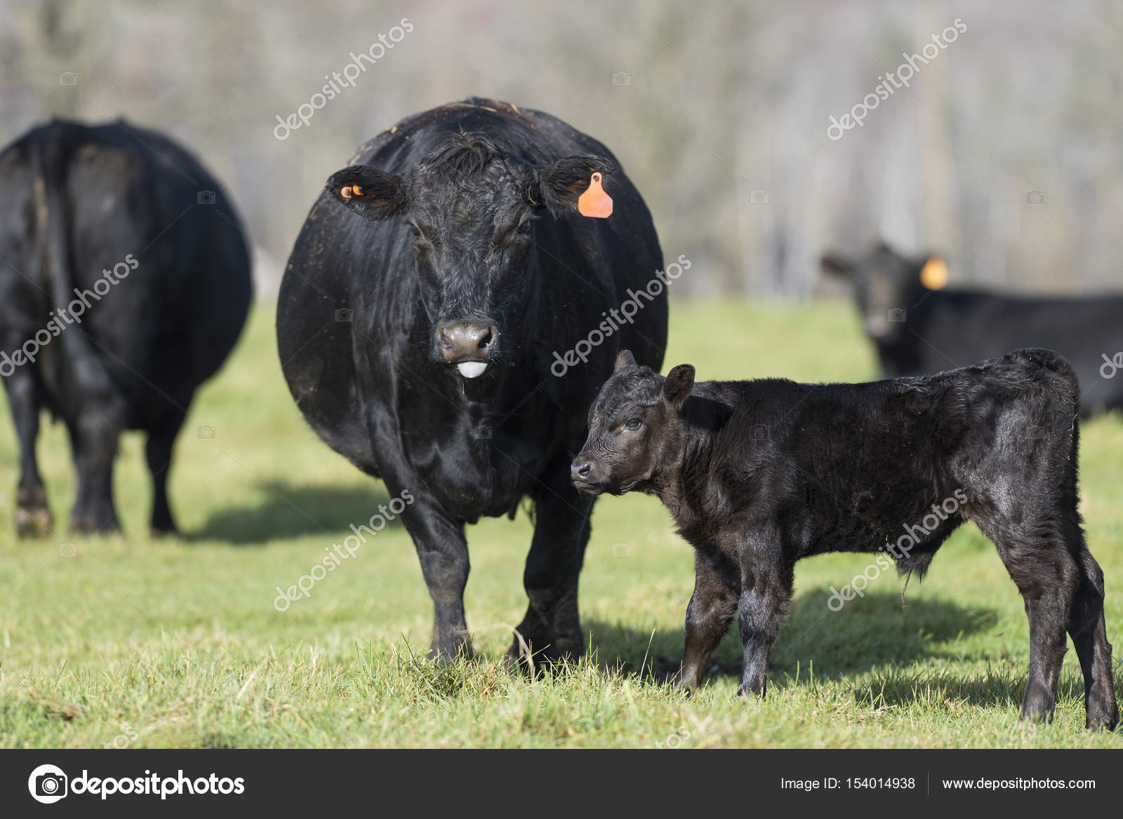 Black Angus Cattle